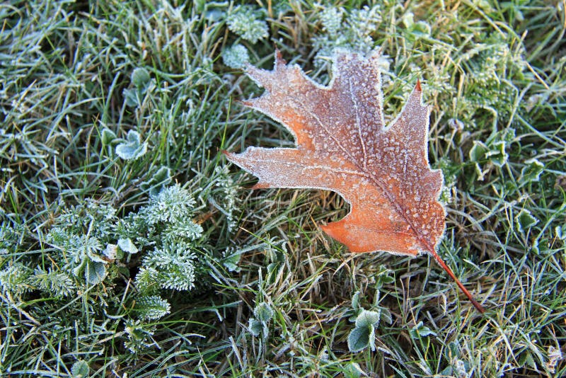 November leaves stock photo. Image of scene, cold, colorful - 1314324