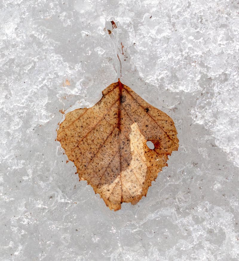 Frozen leaf in ice. Nature stock photo. Image of flora - 235016542