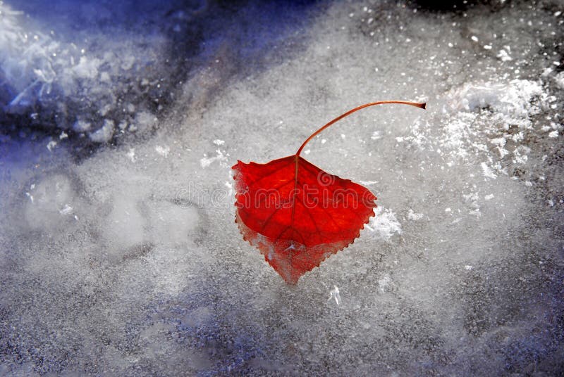 Frozen leaf in winter ice stock photo. Image of winter - 18221834