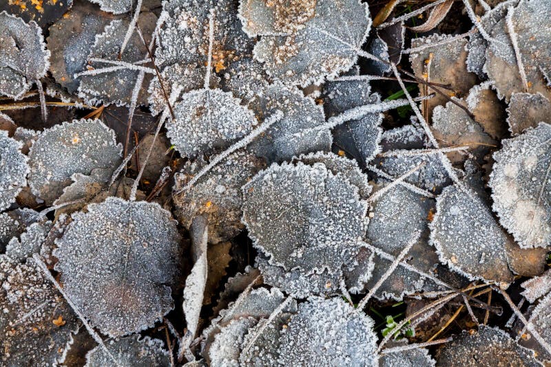 Frozen leafs stock image. Image of piece, sunshine, wery - 80969925