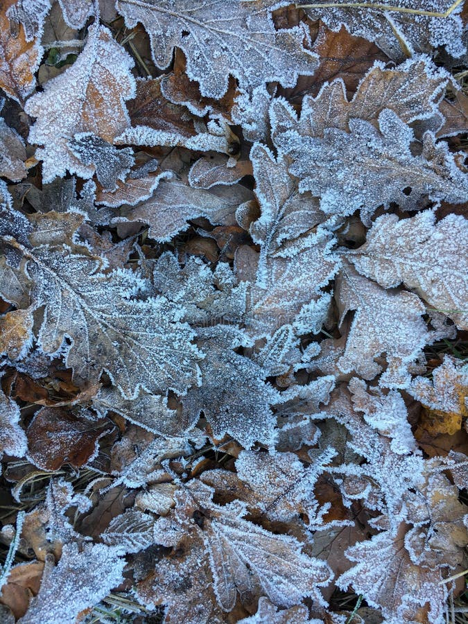 Frozen leafs stock image. Image of piece, sunshine, wery - 80969925