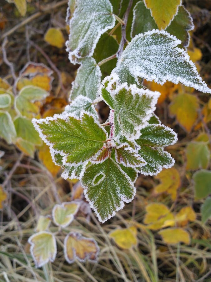 Frozen leaves. stock photo. Image of seasons, freshness - 11515062