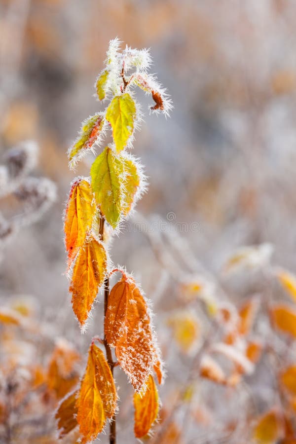 Frozen Leaves Cold Autumn Day Stock Image - Image of leaves, hoarfrost ...