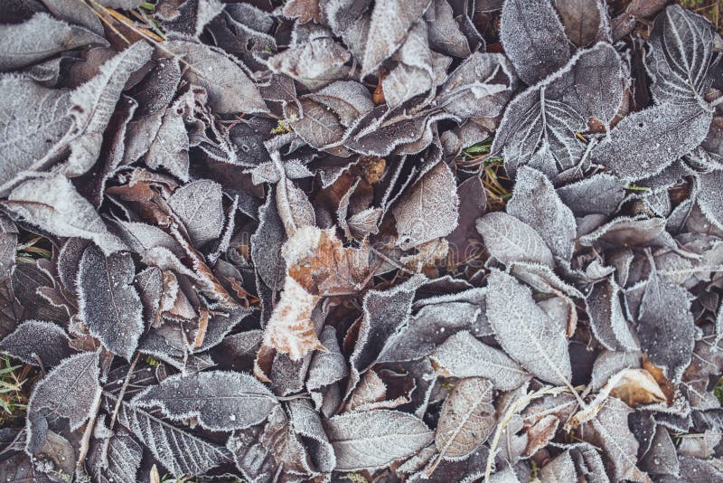 Frozen leaves stock image. Image of fall, rime, landscape - 63843525