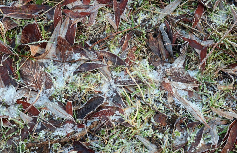 Frozen Leaves on the Grass Amongst the Frost. Stock Photo - Image of ...