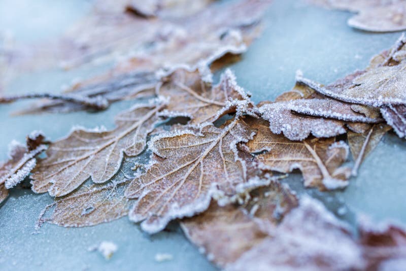Frozen Leaves in Ice Winter Background Stock Image - Image of leaves ...