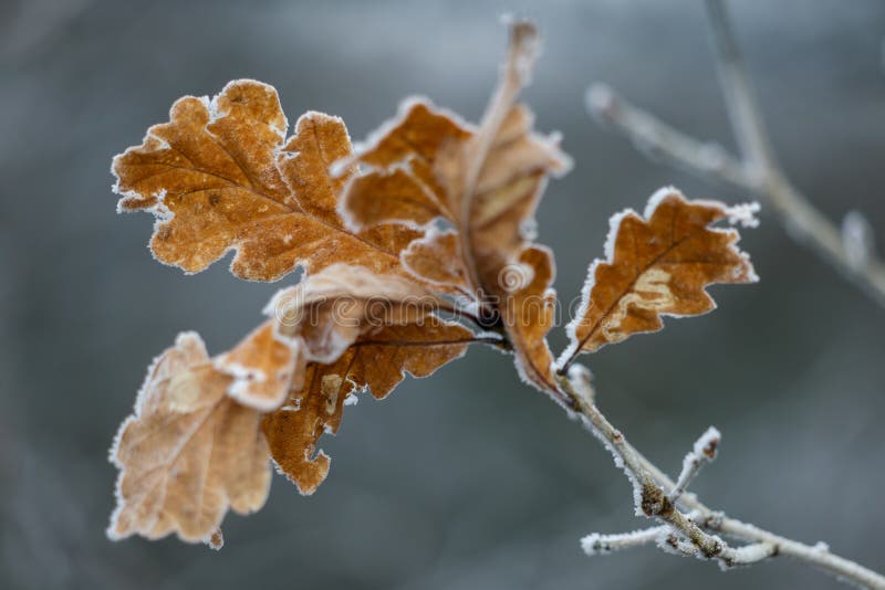 Frozen Leaves of an Oak Tree Covered with Frost Stock Image - Image of ...