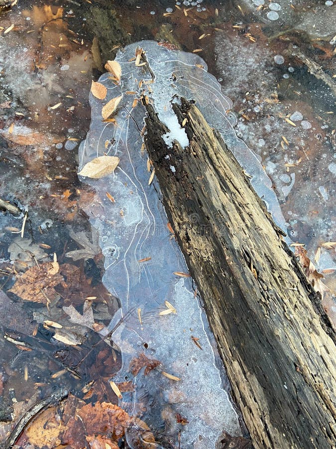 Frozen Log in Winter in January Stock Image - Image of cold, january ...