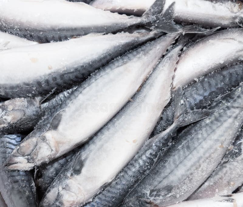 Frozen Mackerel Background. Frozen Group of Fish. Iced Fish. Heap of ...