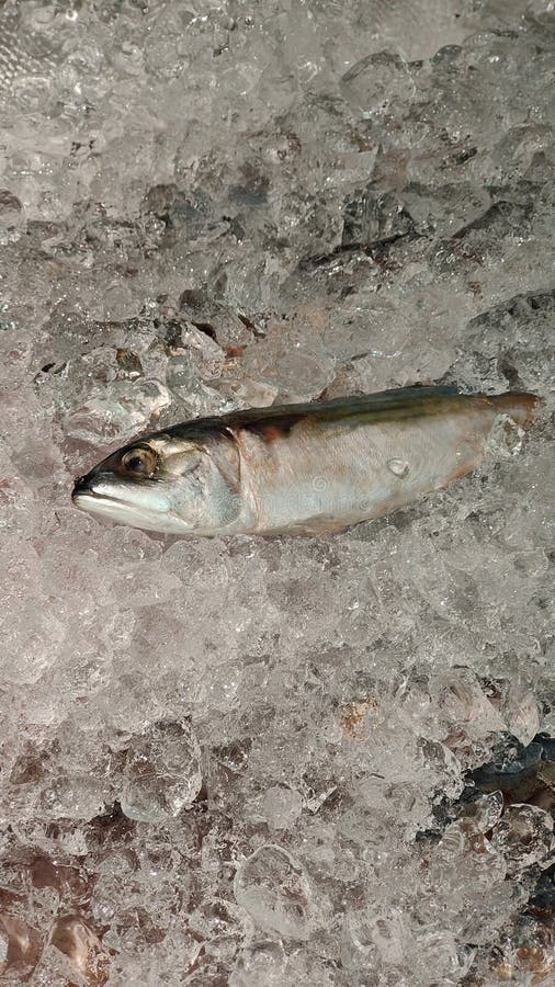 Frozen Mackerel fish stock photo. Image of frozen, seafish - 315122666