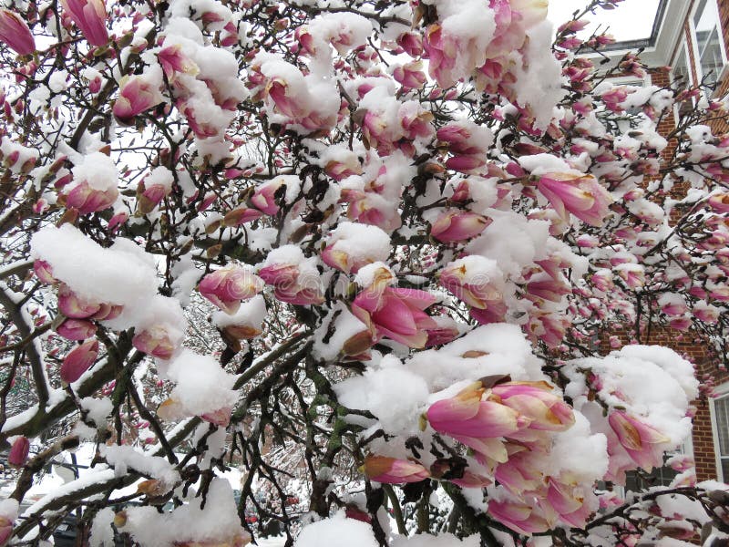Frozen Magnolia Blossoms in Spring in March Stock Image - Image of snow ...