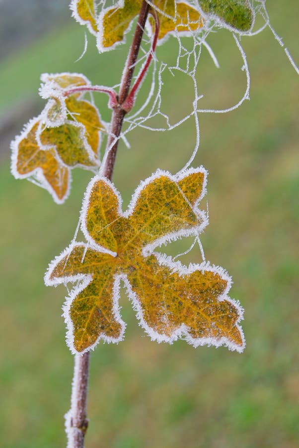 Frozen Maple Syrup in Ice on a Stick in Quebec, Canada Stock Photo ...