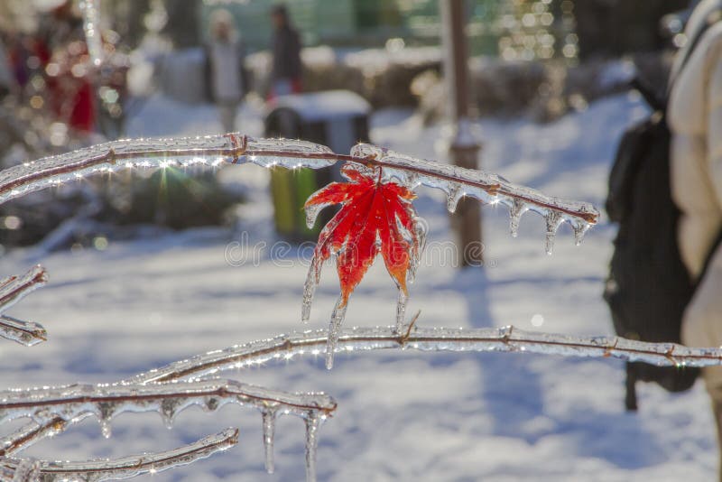 Frozen Maple Leaf Covered by Ice after an Ice Storm Stock Image - Image ...