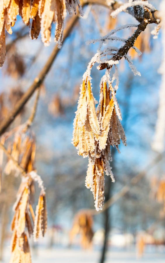 Frozen Maple Seeds on the Branch with White Crystal of Ice Stock Image ...