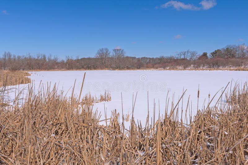 Frozen Marsh on a Cold Winter Day in the Flemish Countryside Stock ...