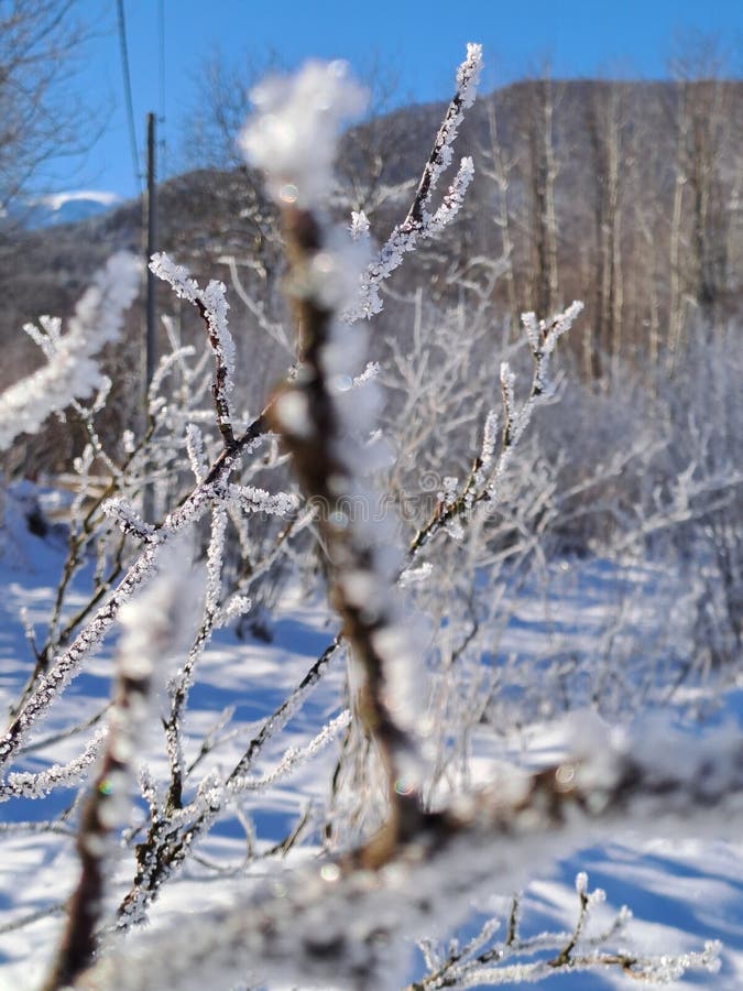 Frozen Micro World, Ice Tiny Branches of Bush Stock Image - Image of ...