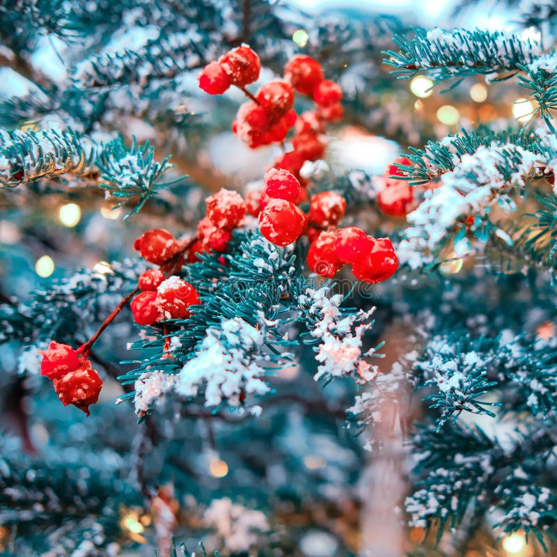 256 Snowy Mistletoe Stock Photos - Free & Royalty-Free Stock Photos ...