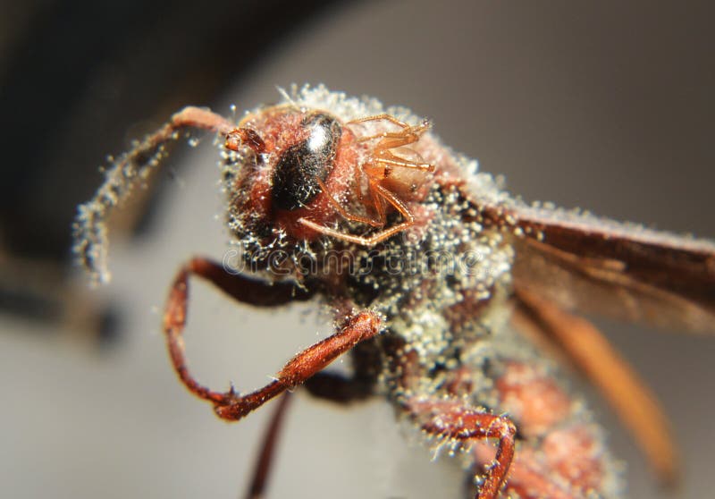 Frozen and Moldy Paper Wasp Carcass Stock Photo - Image of food, close ...