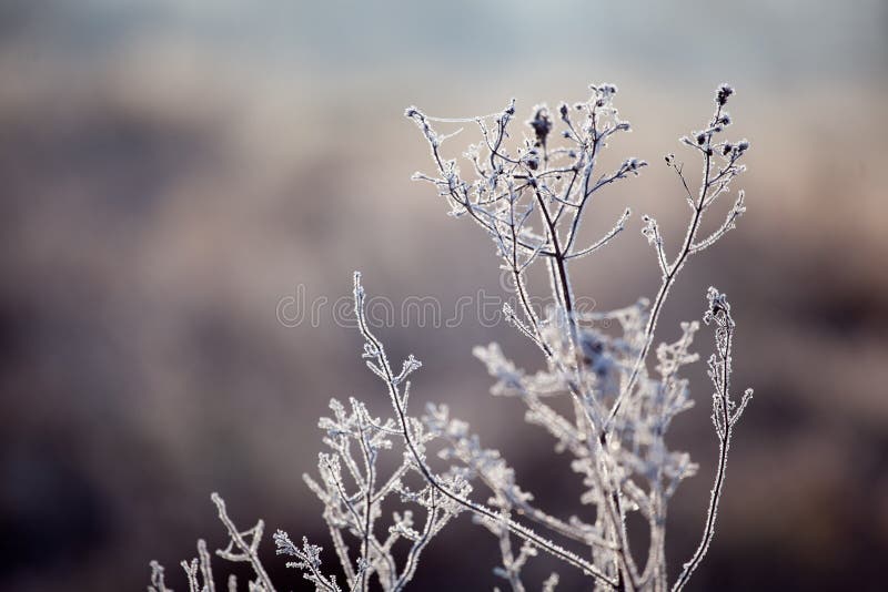 Frozen morning stock image. Image of close, white, cold - 22009703
