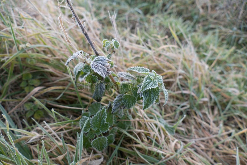 Frozen Morning Dew on a Grass Stock Photo - Image of autumn, leaves ...