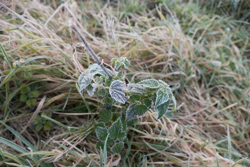 Frozen Morning Dew on a Grass Stock Photo - Image of green, frost ...