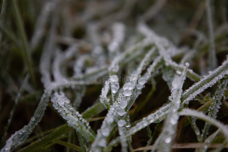 Frozen Morning Dew on Grass Leaves Stock Image - Image of frost ...