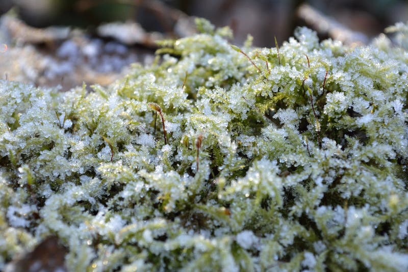 Frozen moss stock image. Image of rays, shine, sparkle - 47486295