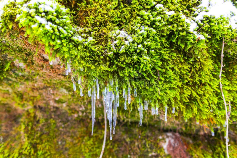 Frozen moss in the snow stock image. Image of leaves - 203527639