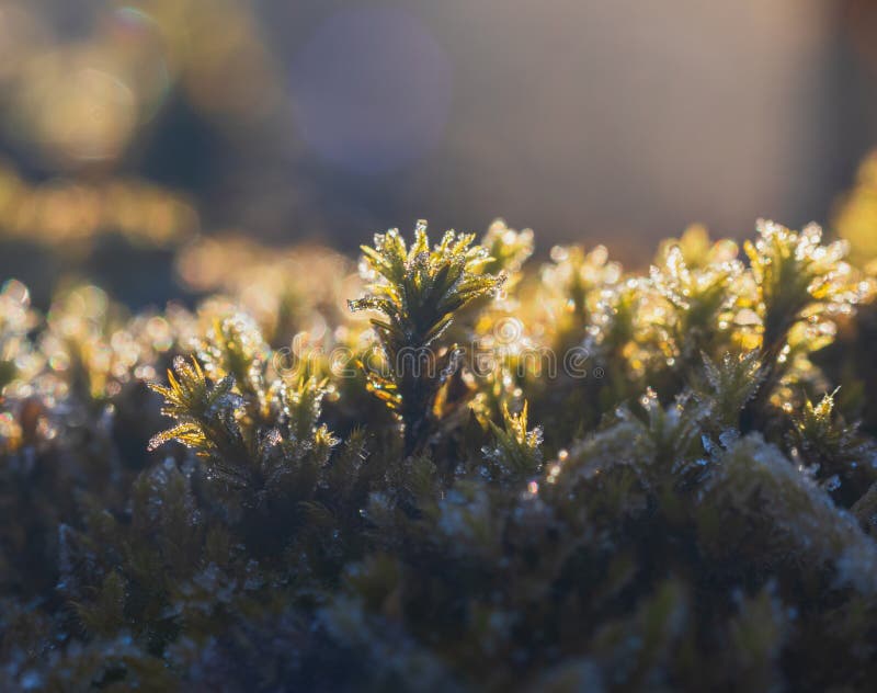 Frozen Moss Texture on Tree Trunk with Blured Background. Macro Winter ...