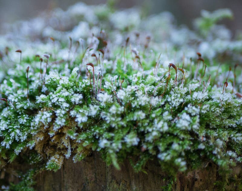Frozen Moss on a Tree Stump in Spring Stock Photo - Image of background ...
