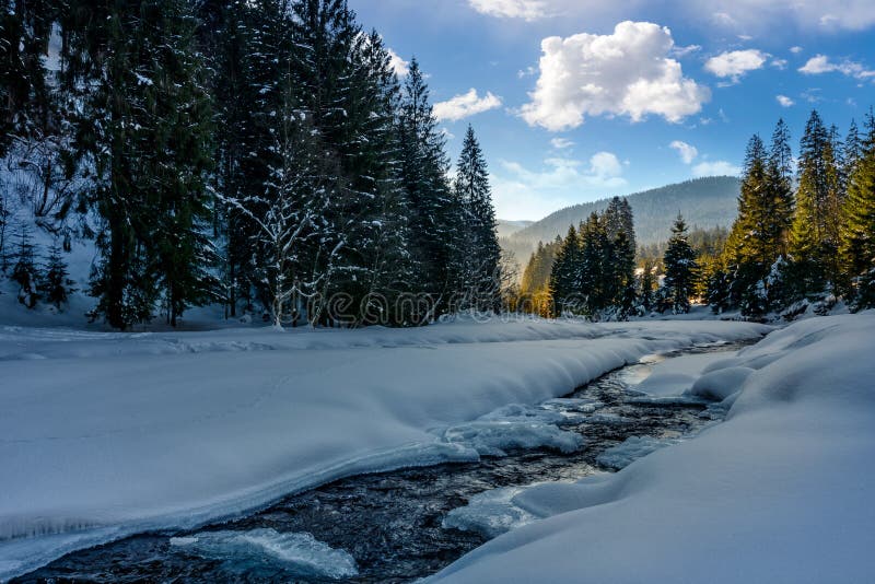 Frozen Mountain River in Spruce Forest Stock Photo - Image of ecology ...