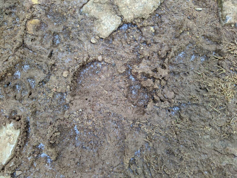 Frozen Mud with Footprints in the Daytime Stock Image - Image of nature ...