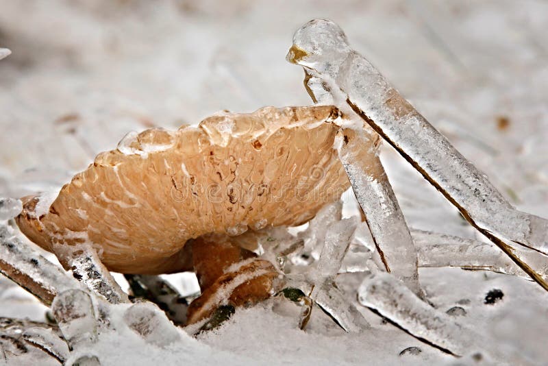Frozen mushroom stock photo. Image of hoar, autumn, mushroom - 34131906