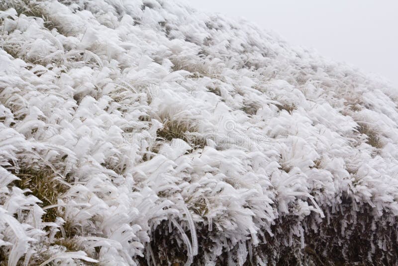 Frozen nature stock photo. Image of bush, closeup, frosty - 22770620