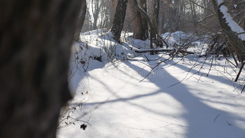Frozen Nature Forest Stream in the Snow Tops of Trees Landscape Stock ...