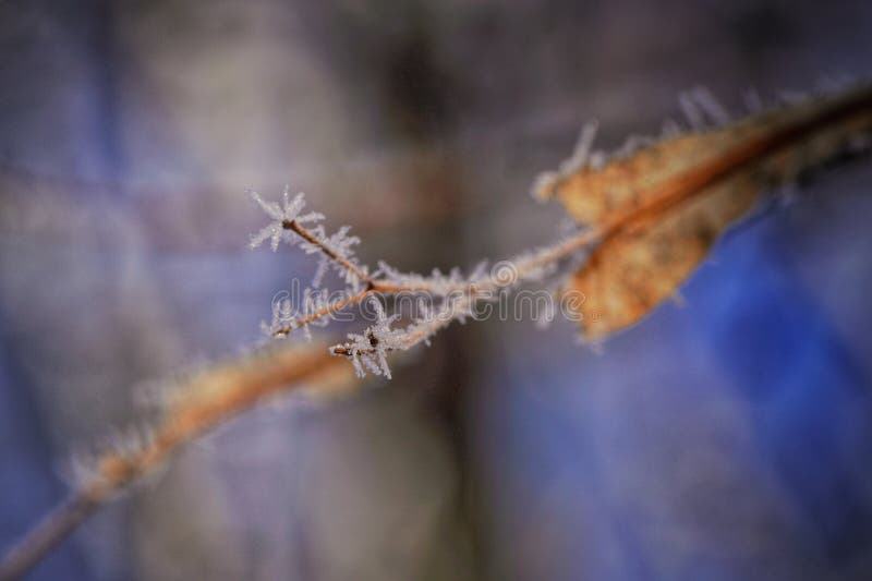 Frozen Nature - Twigs and Branches Closeup Stock Photo - Image of ...