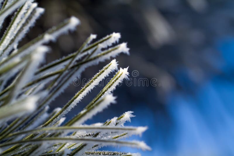 Frozen needles macro stock image. Image of hoarfrost - 36097293