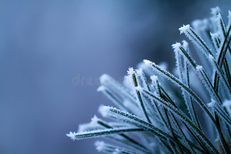 Frozen needles macro stock photo. Image of macro, christmas - 36097304