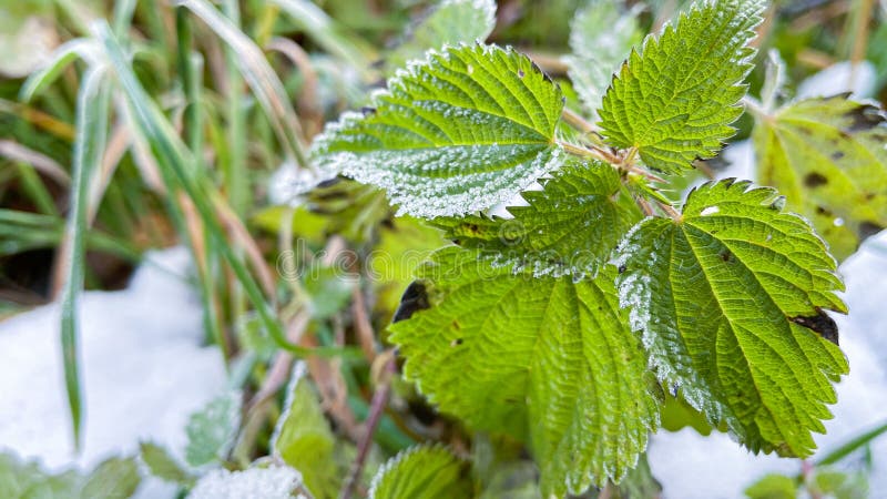 Frozen Nettles in Early Autumn Snow Stock Photo - Image of abstract ...