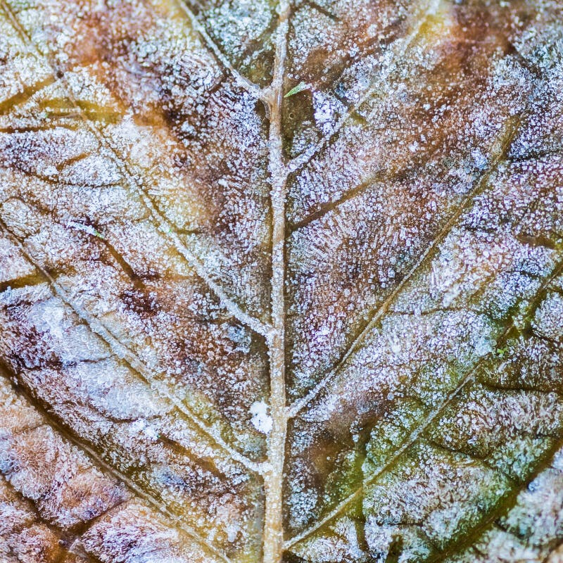 Frozen Network stock photo. Image of crystal, nature - 28285890