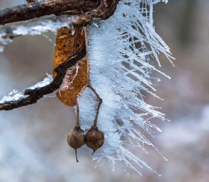 Frozen nuts stock photo. Image of nuts, mist, forest - 47407818