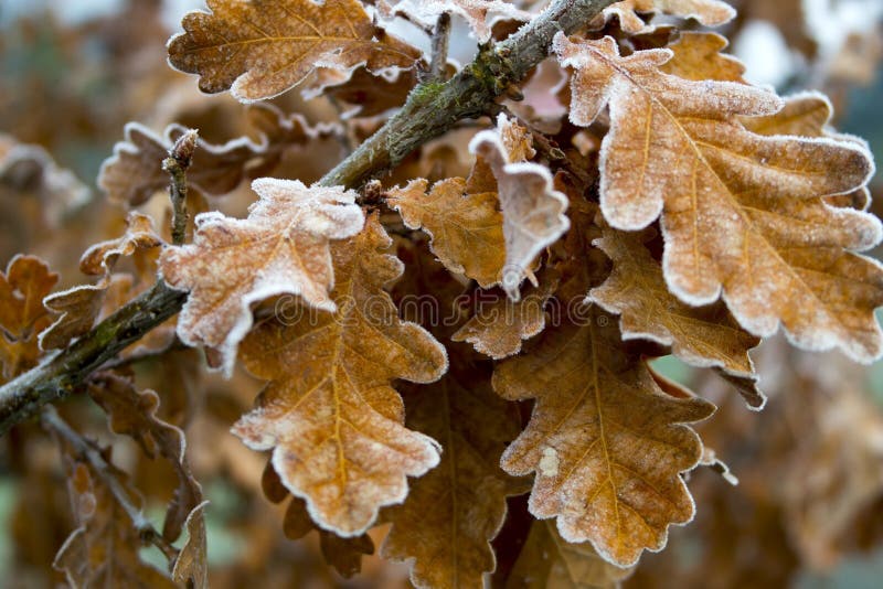 Frozen oak leaves. stock photo. Image of macro, autumn - 63982790