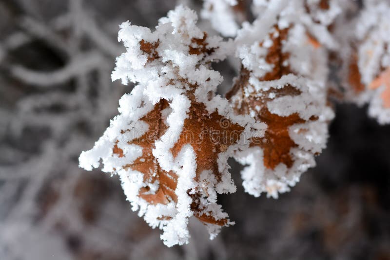 Frozen Oak Leaves Covered with Frost on the Tree Stock Image - Image of ...