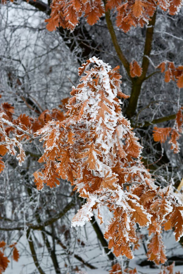 Frozen Oak Leaves Covered with Frost on the Tree Stock Photo - Image of ...