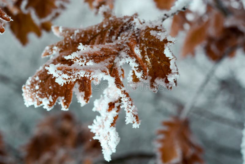 Frozen Oak Leaves Covered with Frost on the Tree Stock Image - Image of ...