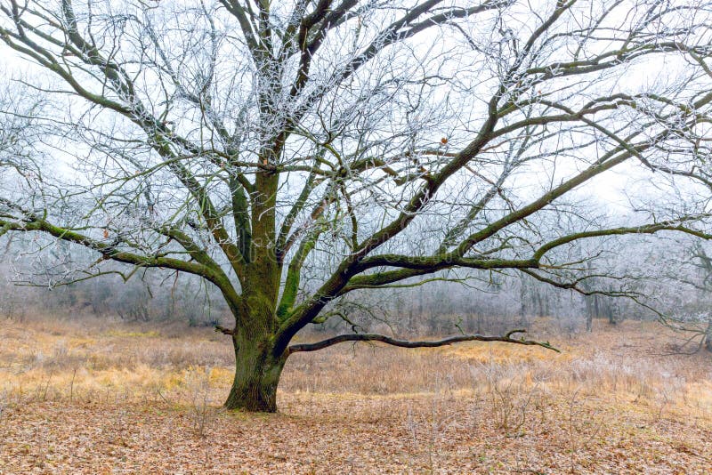 Frozen oak tree stock image. Image of frozen, outdoor - 66731391