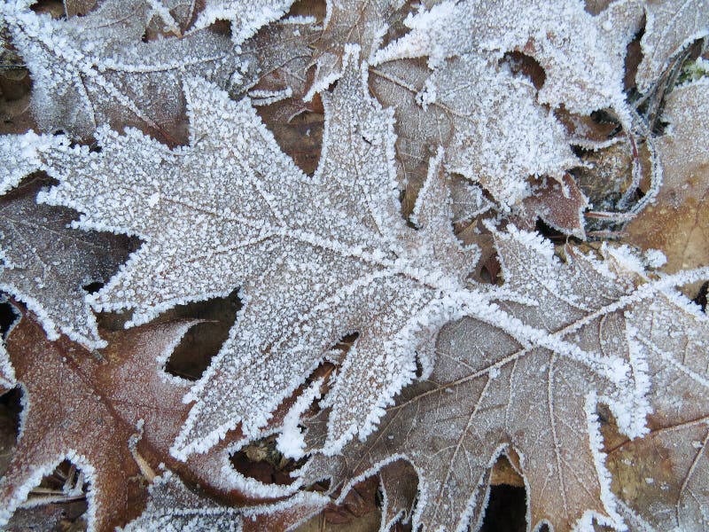 Frozen oak tree leaf stock image. Image of contrast, standing - 85842663