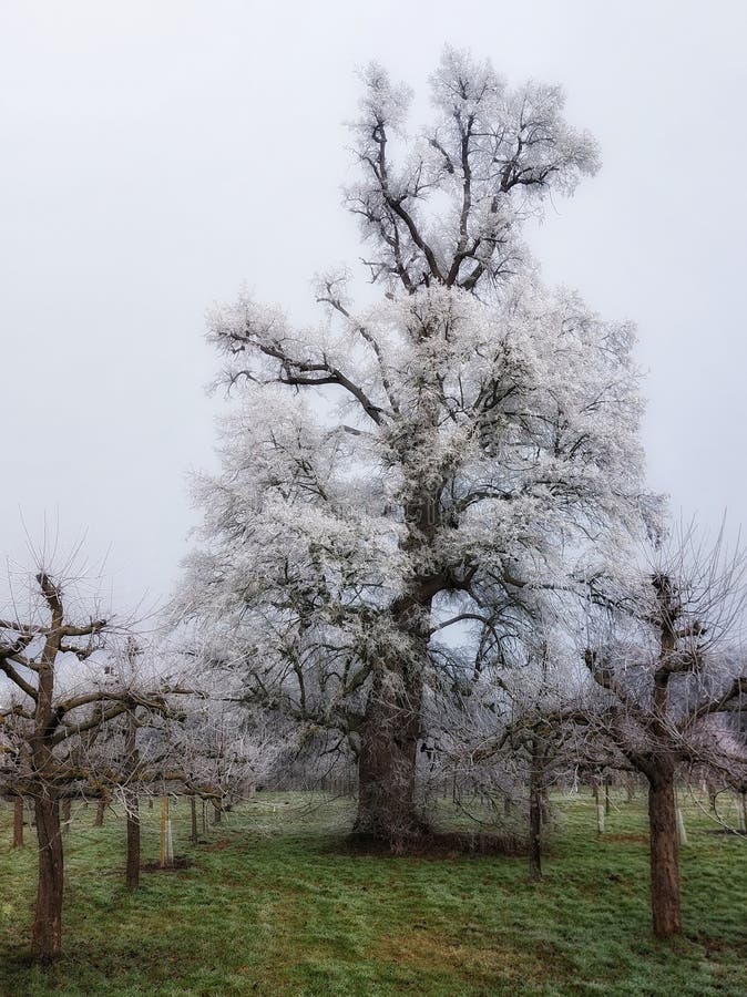 Frozen Orchard on a Cloudy and Cold Winter Day Stock Photo - Image of ...