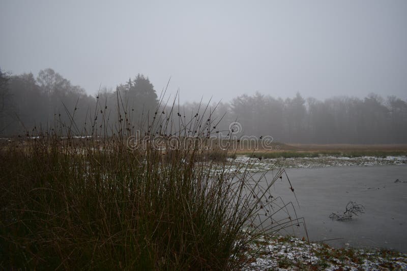 Frozen Over Fen in a Forest Stock Image - Image of water, dutch: 134524613
