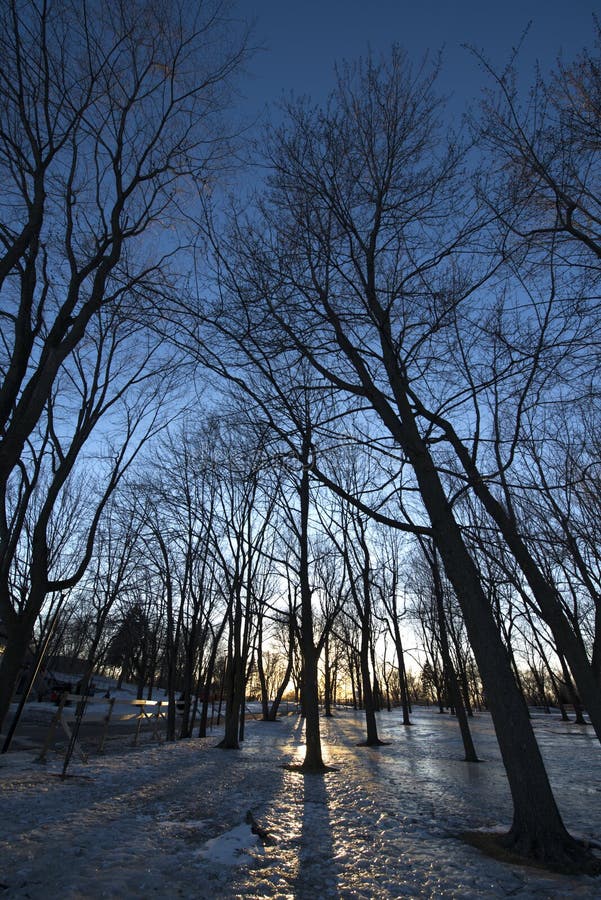 Frozen Park Reflecting Winter Shadows at Sunset Stock Photo - Image of ...